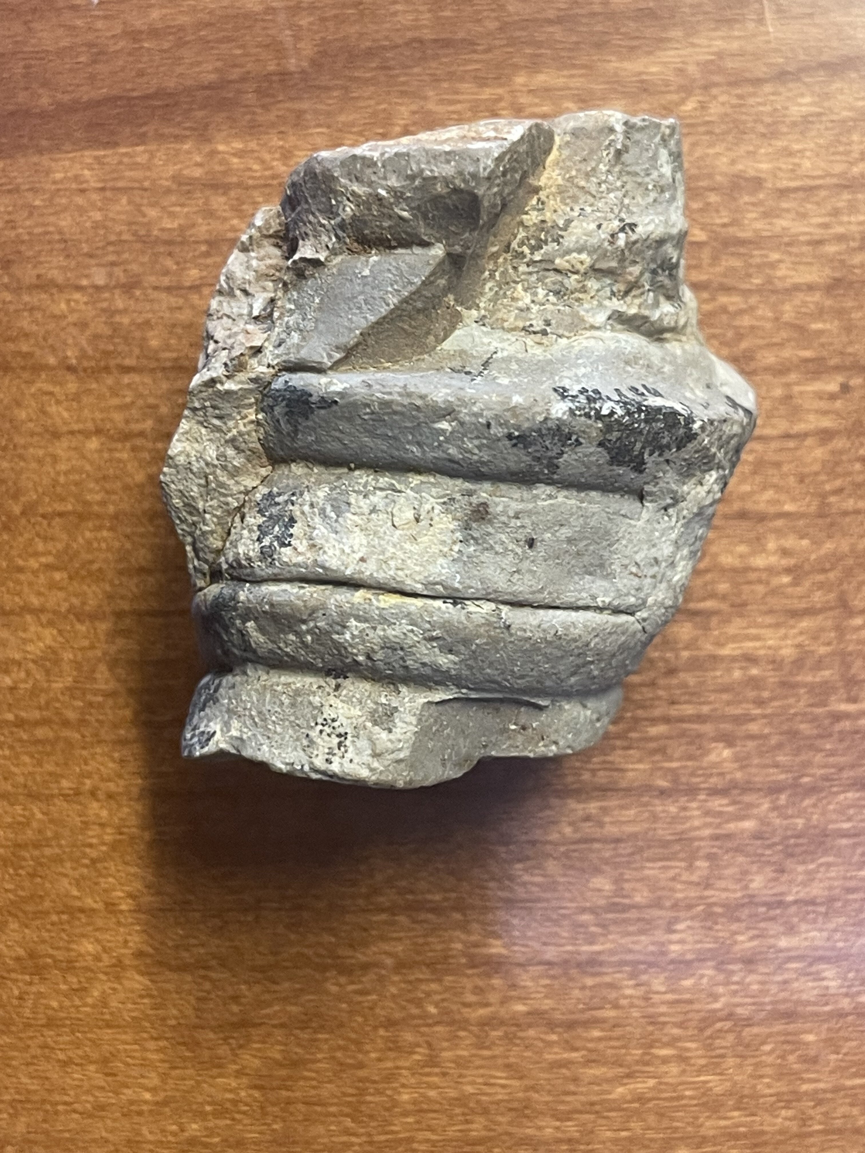 Help With Identifying Corkscrew Fossils - Fossil ID - The Fossil Forum