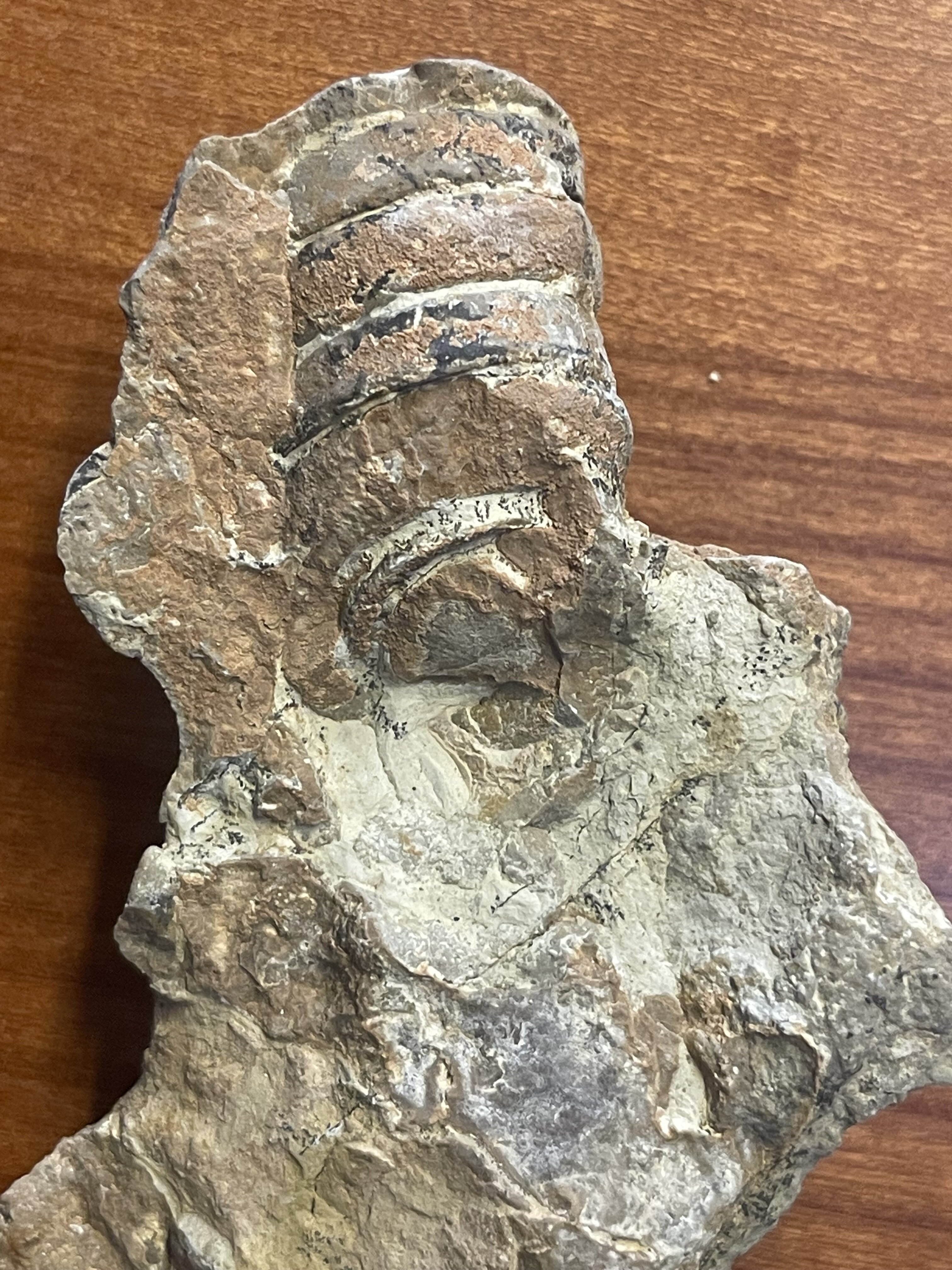 Help With Identifying Corkscrew Fossils - Fossil ID - The Fossil Forum