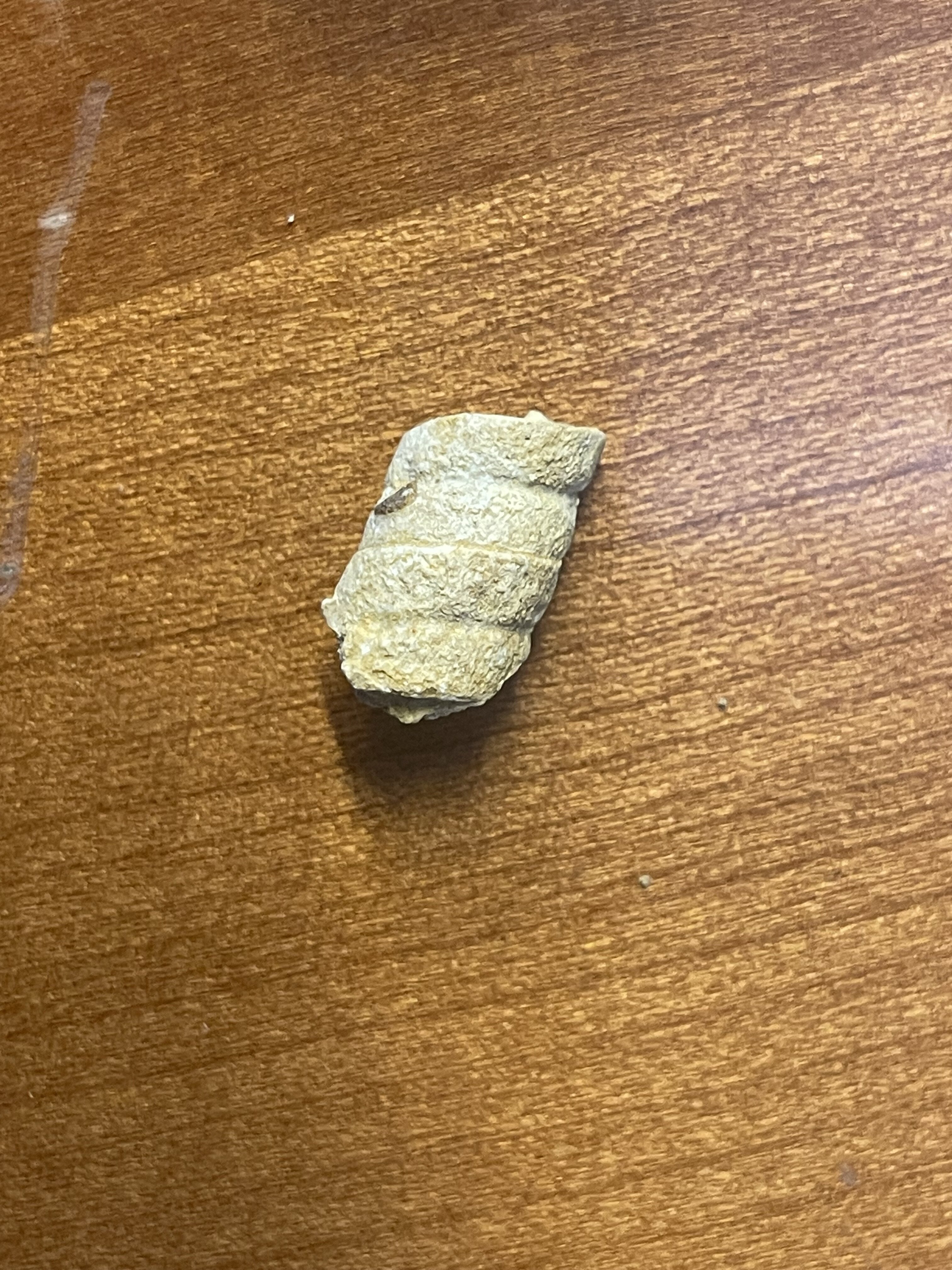 Help With Identifying Corkscrew Fossils - Fossil ID - The Fossil Forum