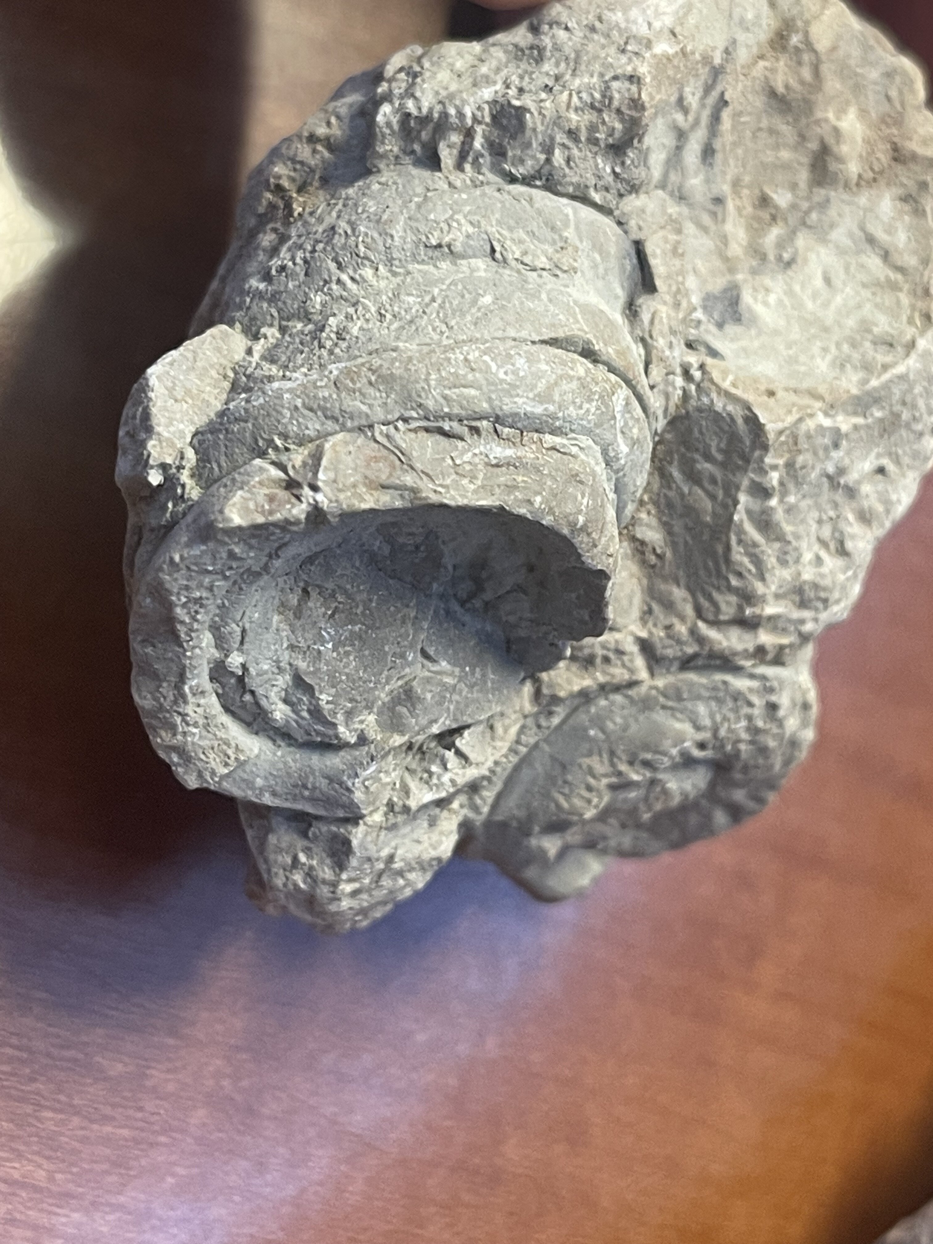 Help With Identifying Corkscrew Fossils - Fossil ID - The Fossil Forum