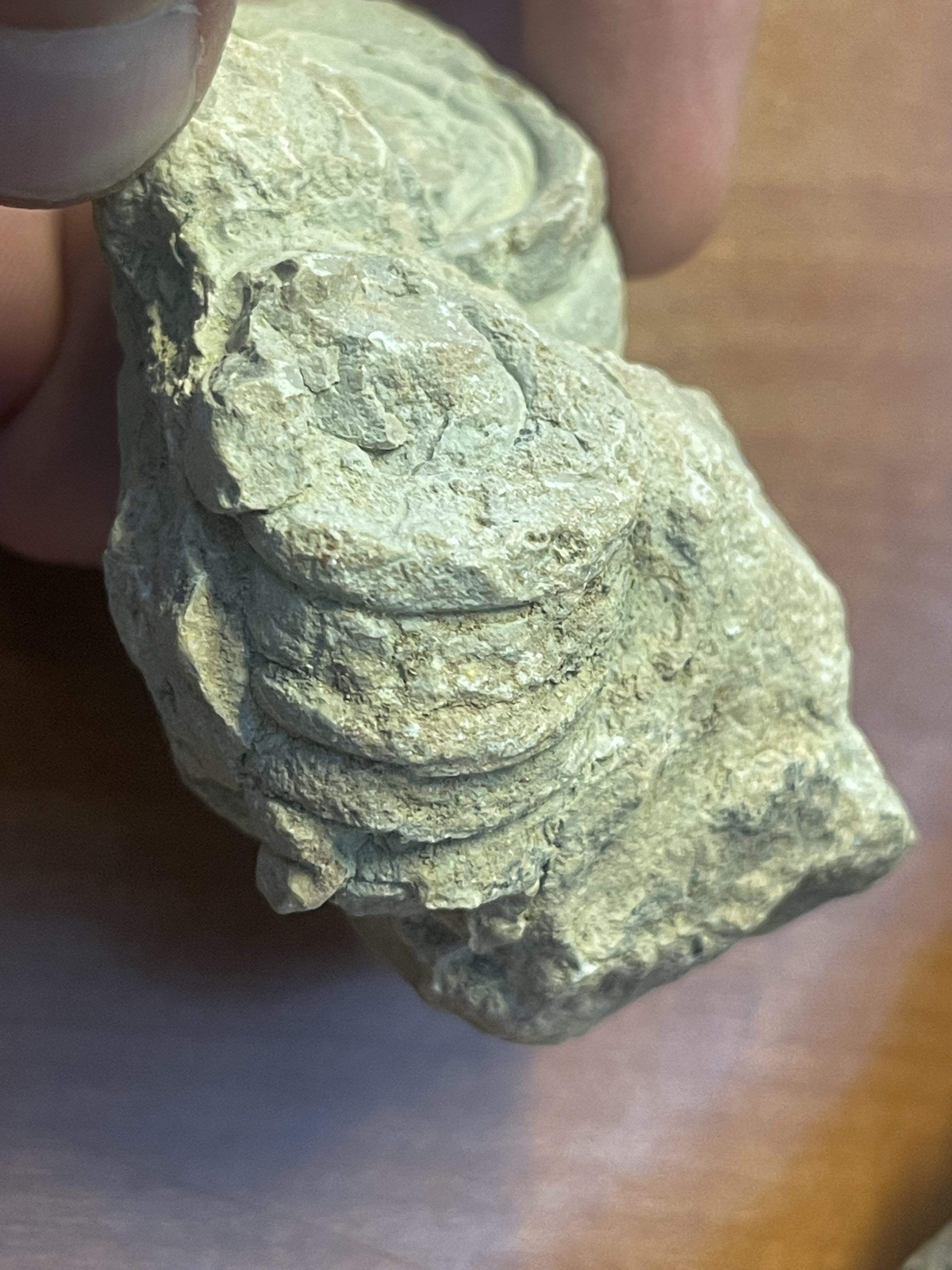 Help With Identifying Corkscrew Fossils - Fossil ID - The Fossil Forum