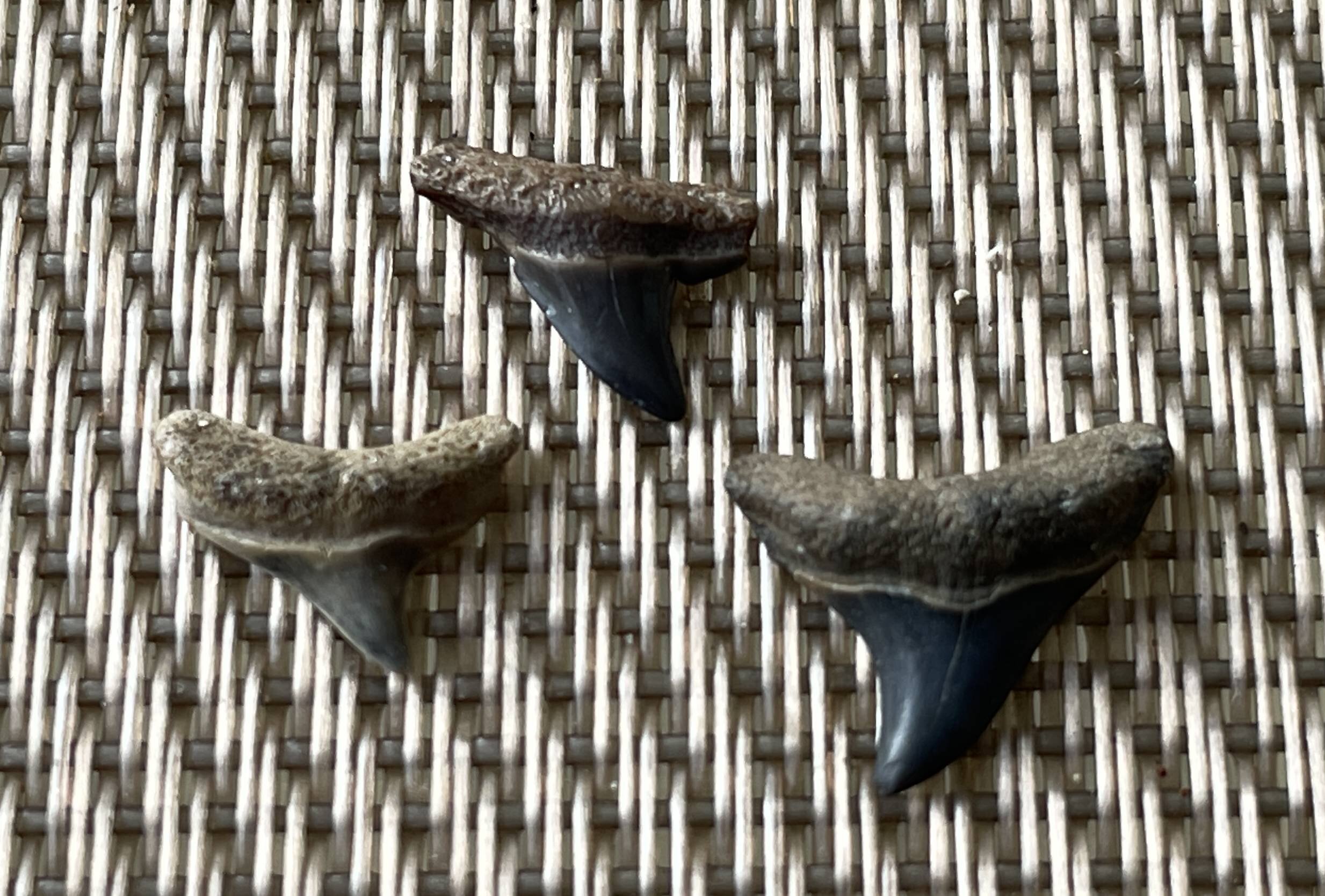 Hunting Bone Valley - Fossil Hunting Trips - The Fossil Forum