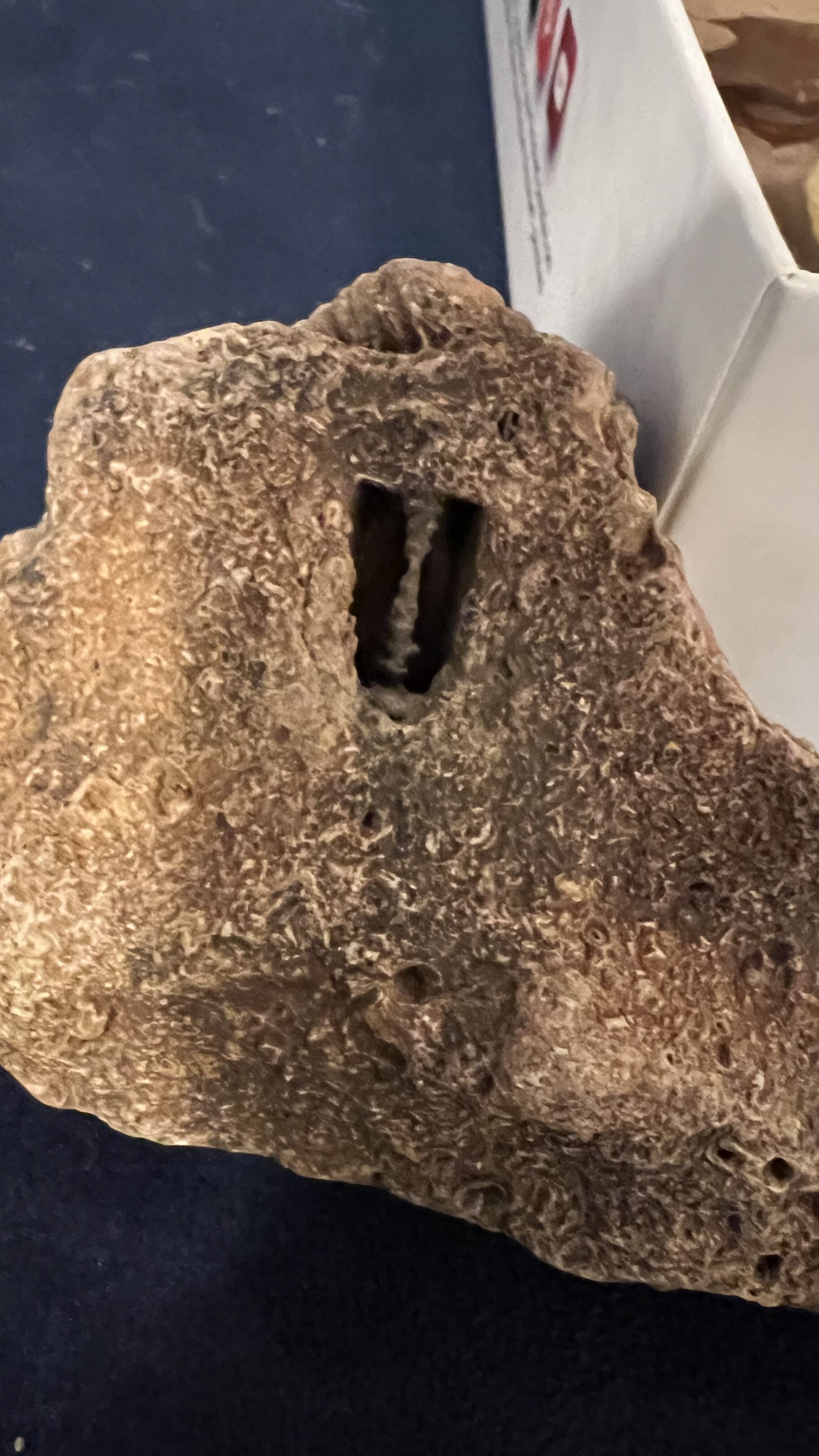 Fossil finds in Hendersonville, Tennessee - Fossil ID - The Fossil Forum