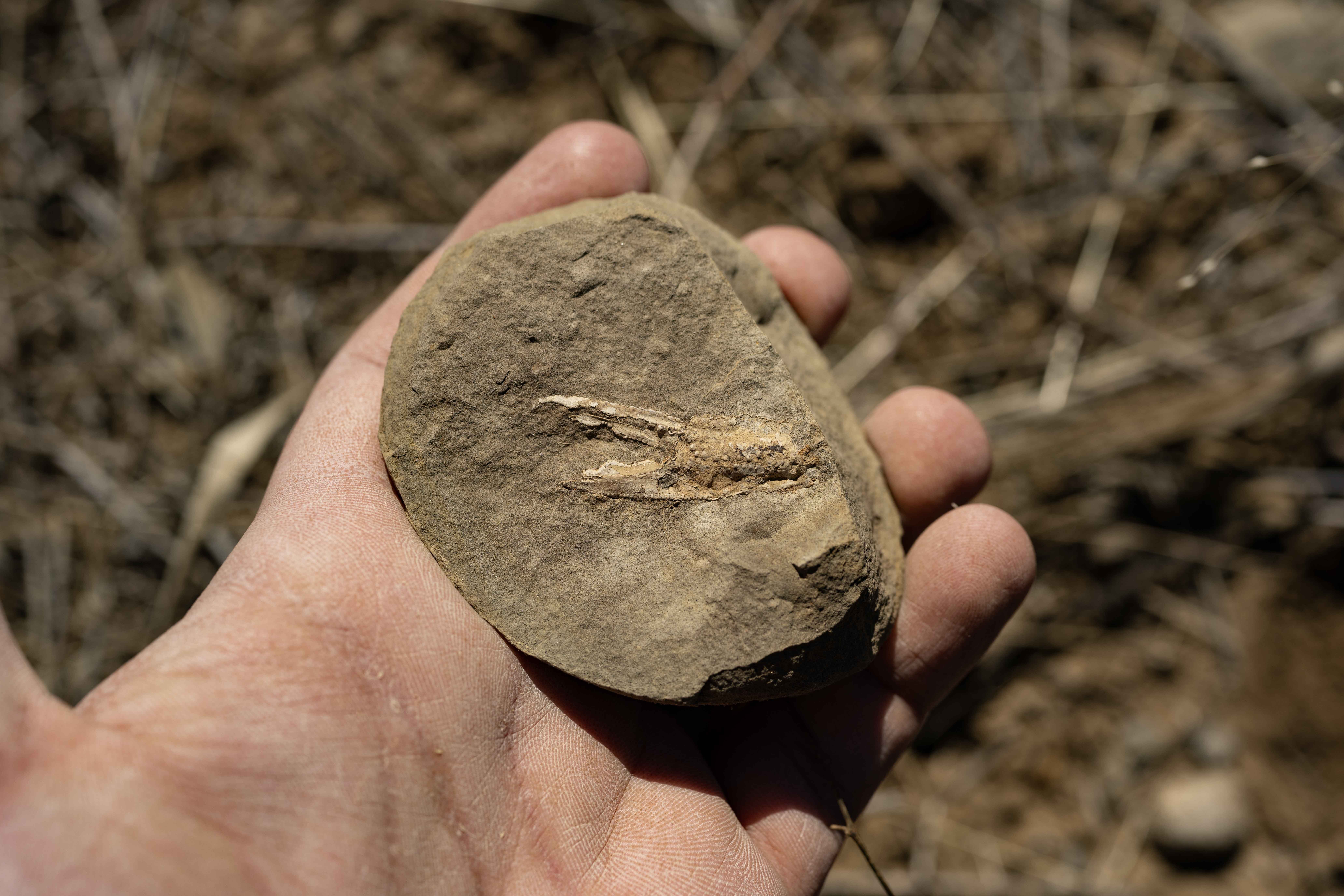 Queensland Cretaceous trip - Fossil Hunting Trips - The Fossil Forum