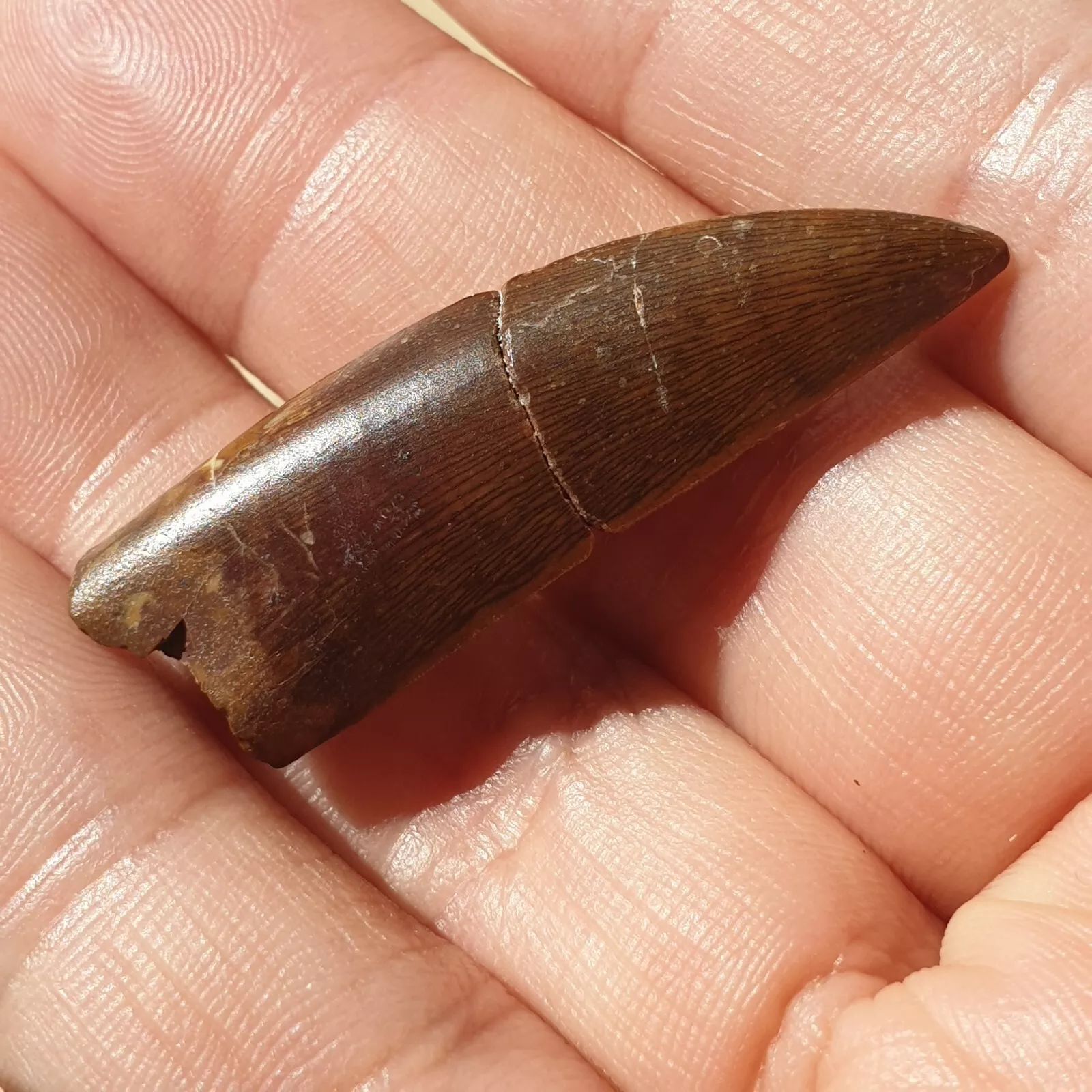 What should the label be for this Dinosaur tooth? - Fossil ID - The ...