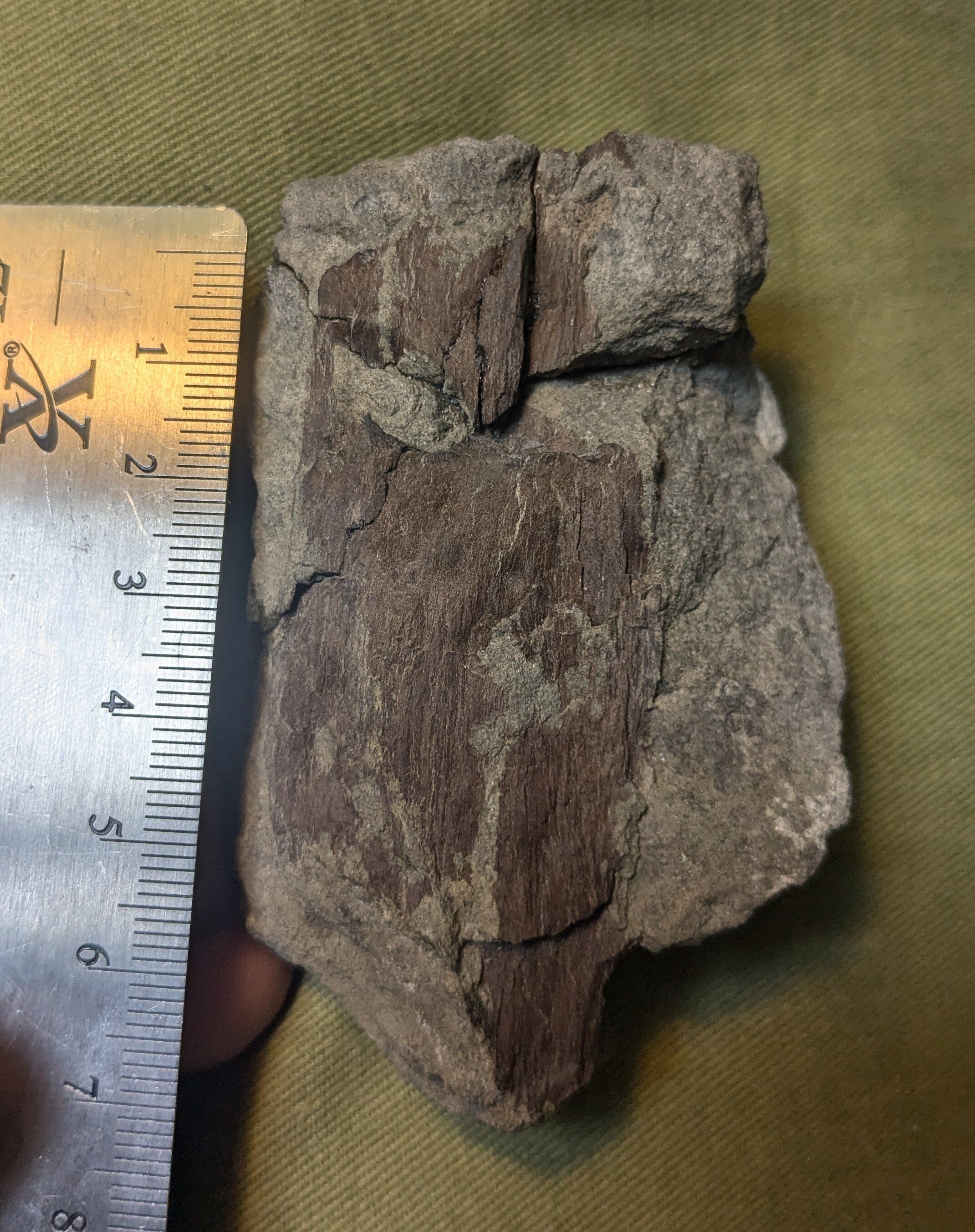 Is this fossilised tree bark? From Robin Hood's Bay, UK (Jurassic ...