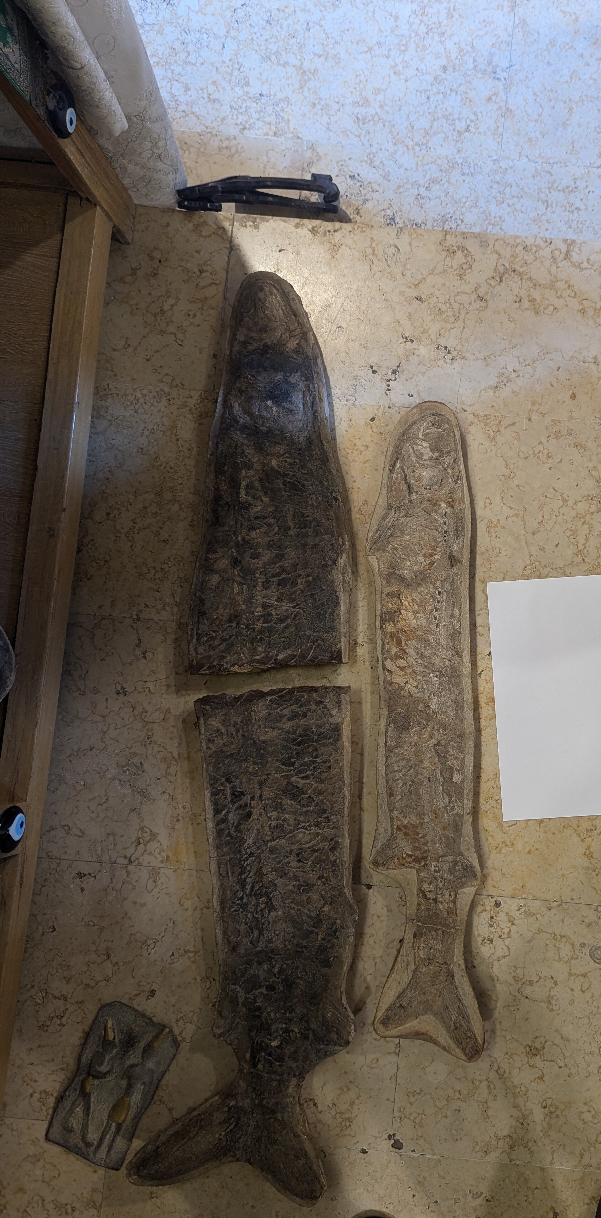 Are these fish fossils real? - Is It Real? How to Recognize Fossil ...