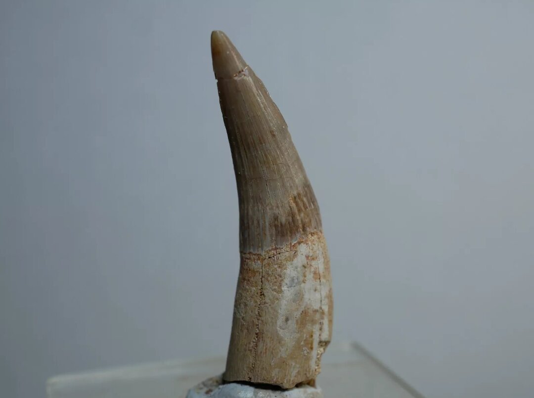 Croc tooth ? - Fossil ID - The Fossil Forum