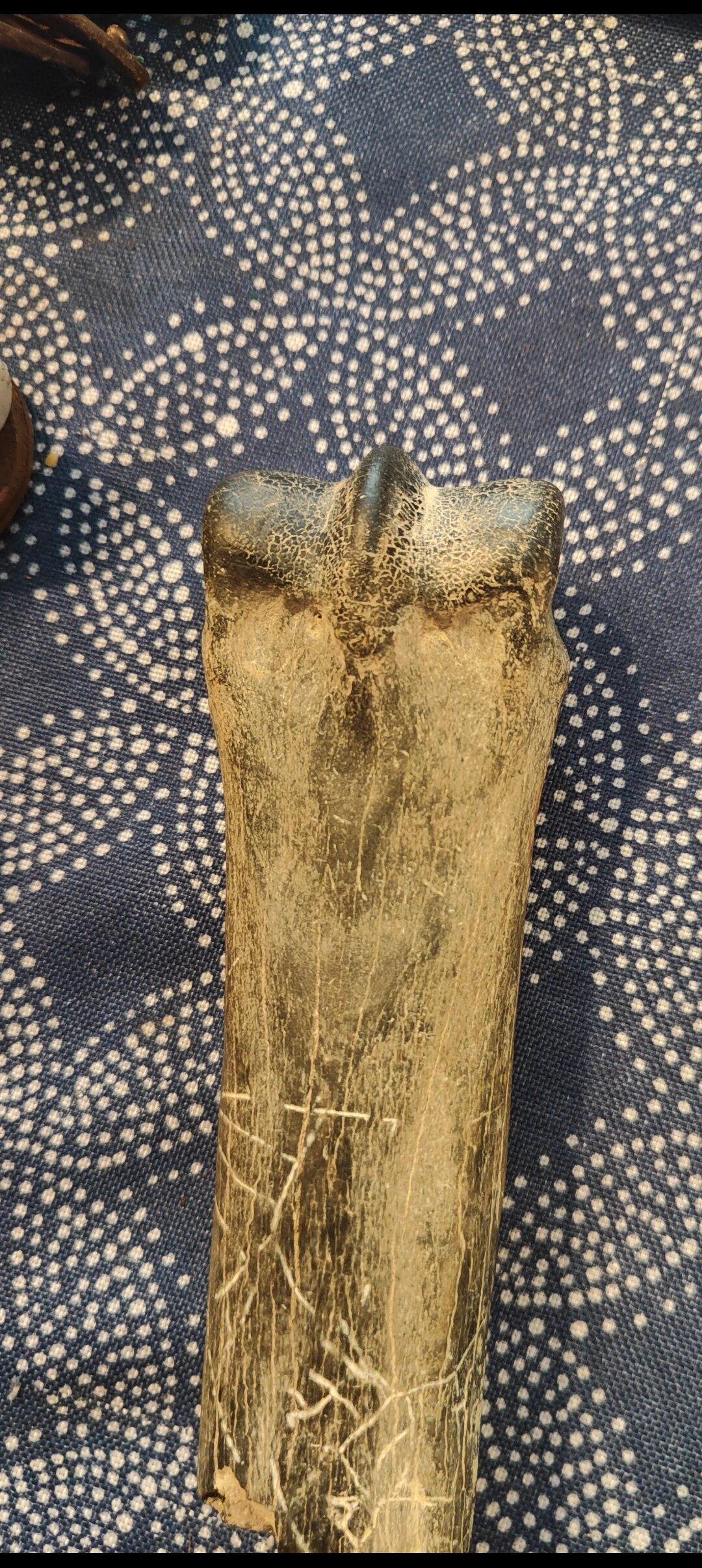 Carving in Fossil Leg Bone? - Fossil ID - The Fossil Forum