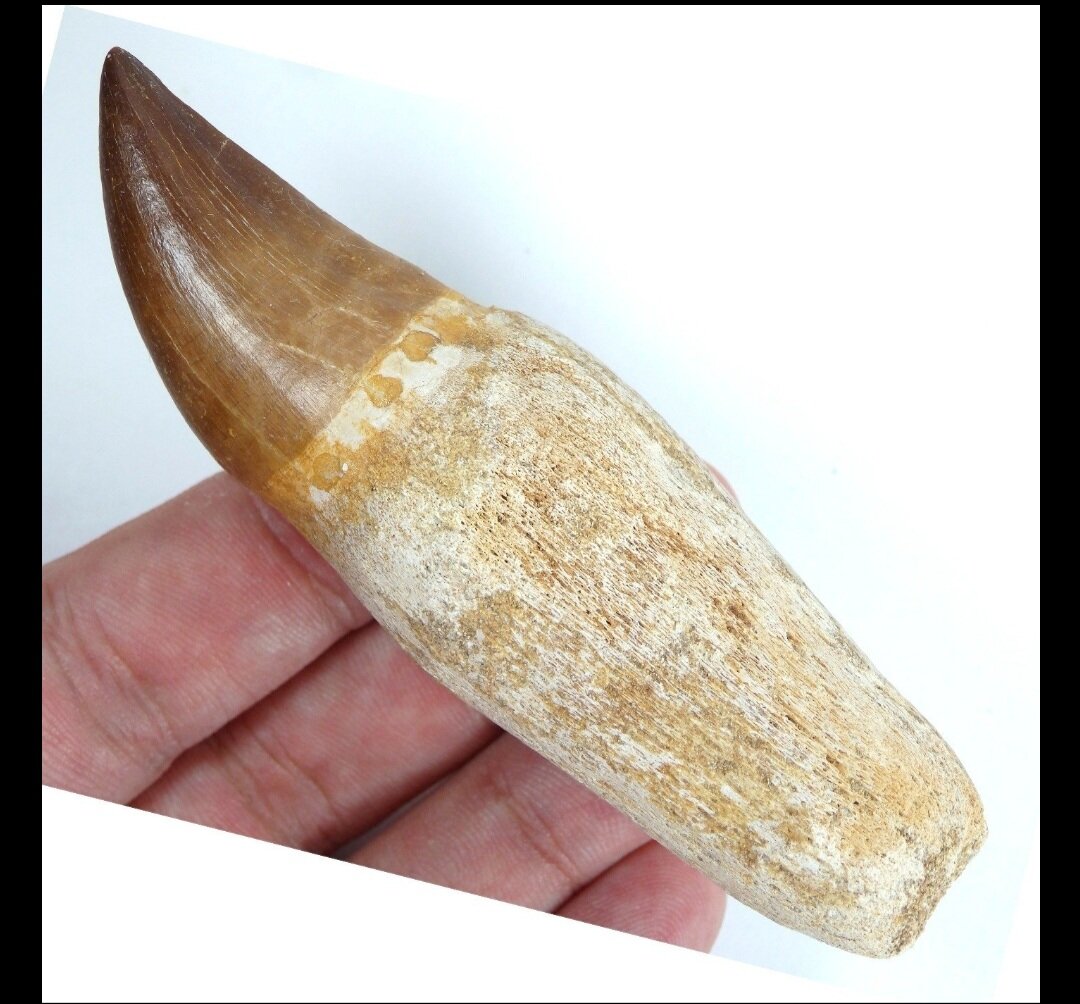 Is it a real Prognathodon root? - Is It Real? How to Recognize Fossil ...