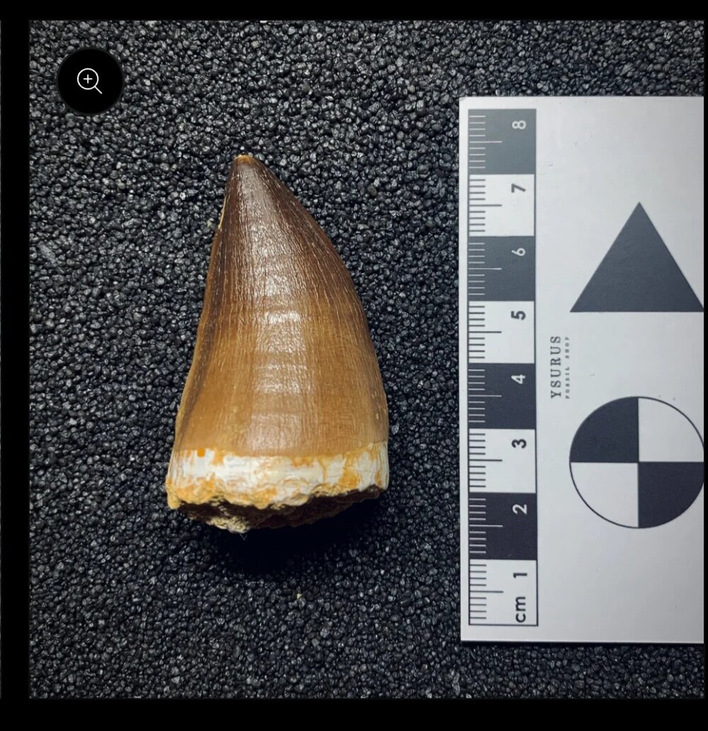 Is it possible to identify which species of Prognathodon this tooth ...