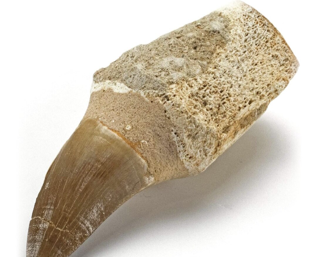 Is it a real Prognathodon root? - Is It Real? How to Recognize Fossil ...