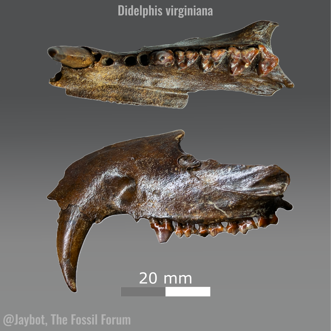 Mammal Teeth - Fossil ID - The Fossil Forum