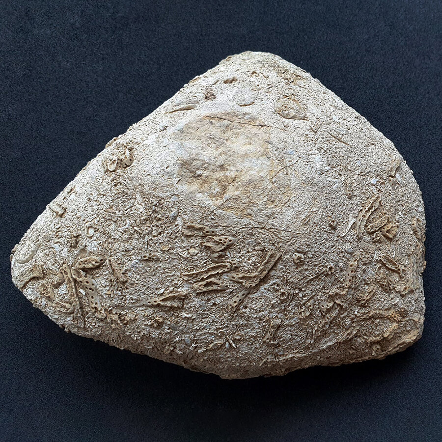 Corals ID - Fossil ID - The Fossil Forum