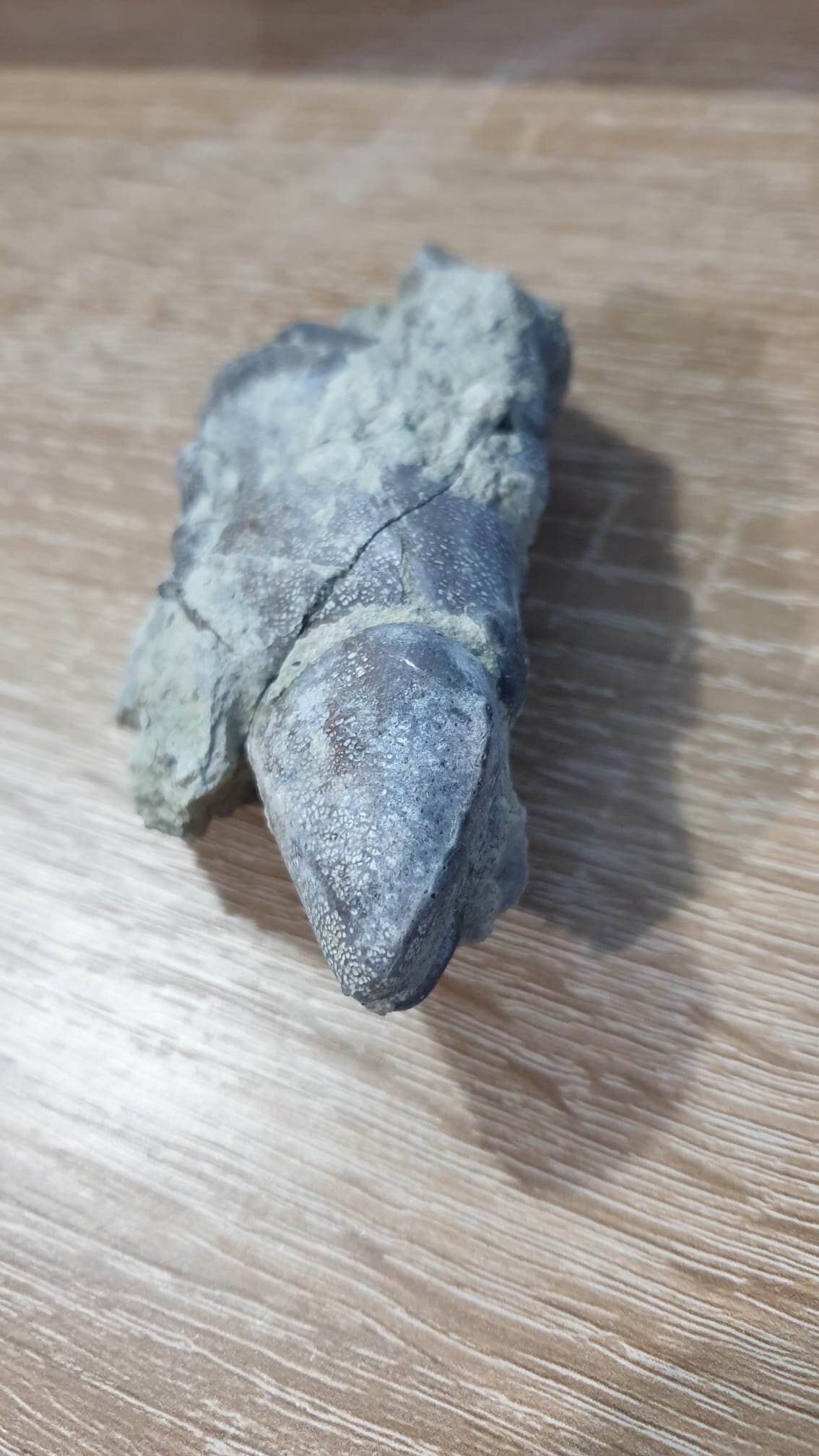 Crab claw? - Fossil ID - The Fossil Forum