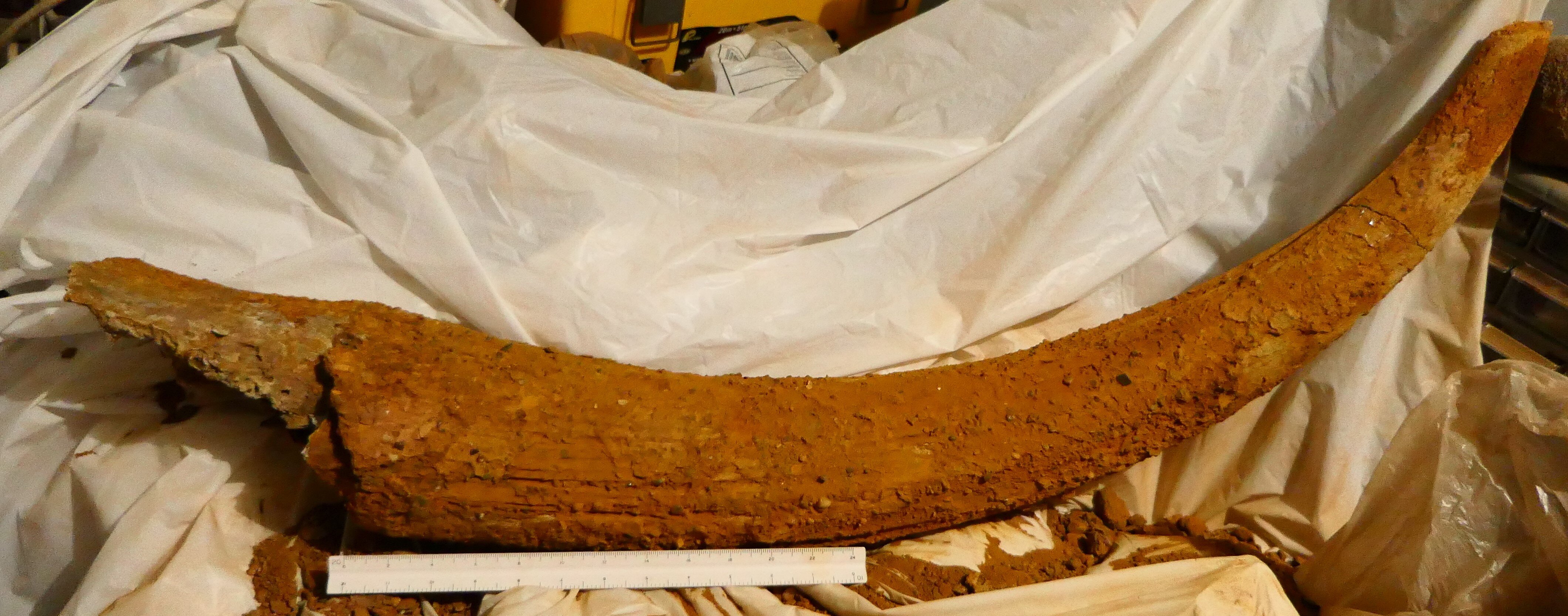 Bison Latifrons - General Fossil Discussion - The Fossil Forum
