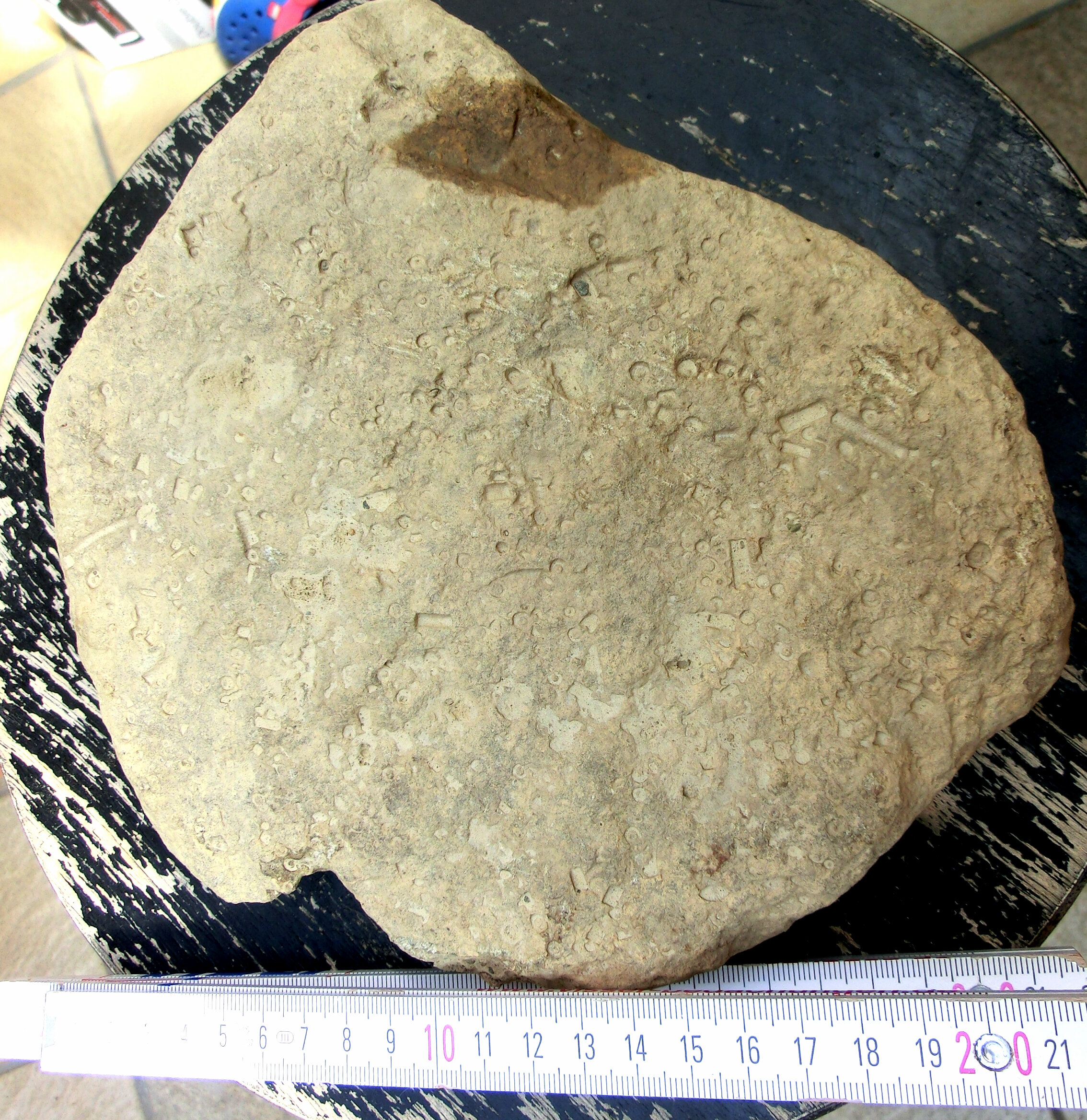 Crinoid part or pumice? - Fossil ID - The Fossil Forum