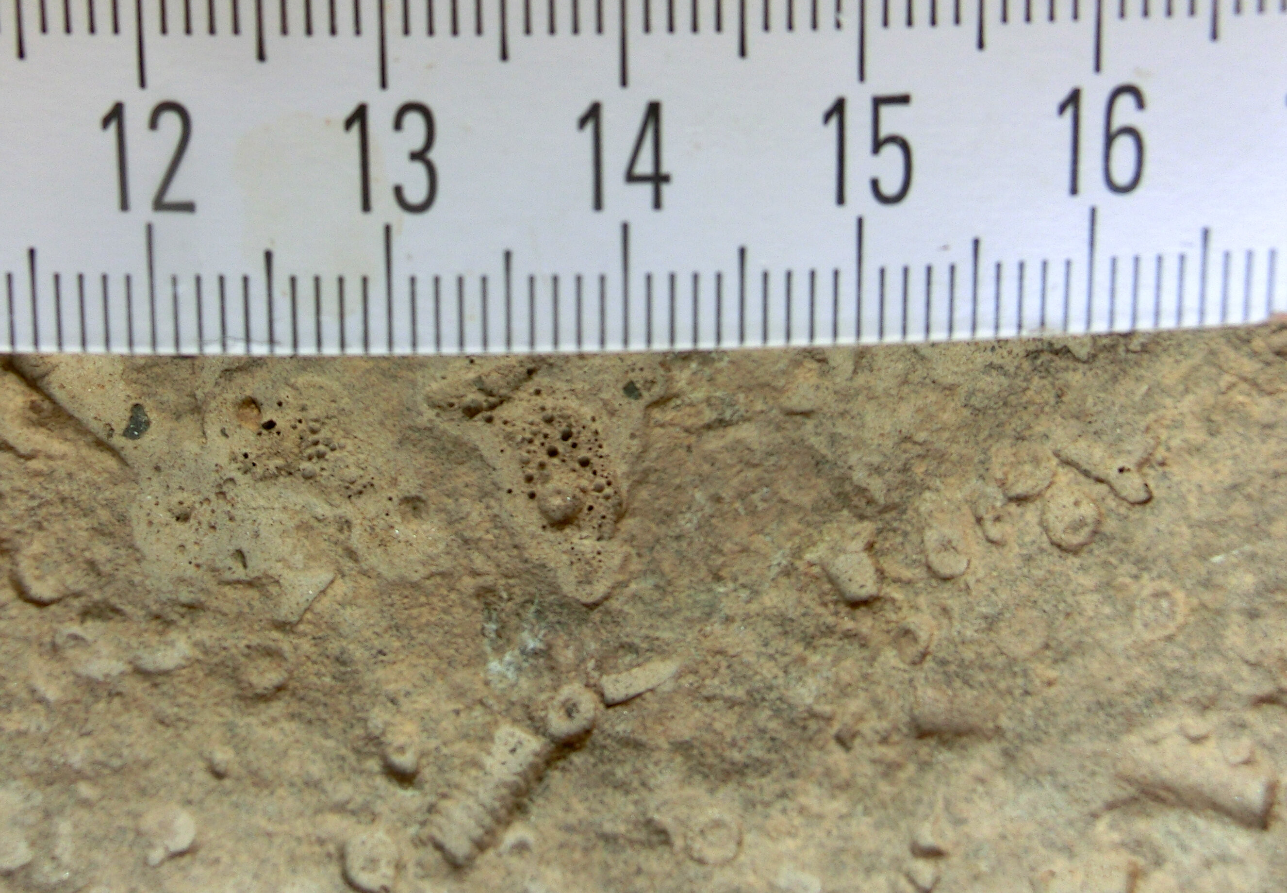 Crinoid part or pumice? - Fossil ID - The Fossil Forum