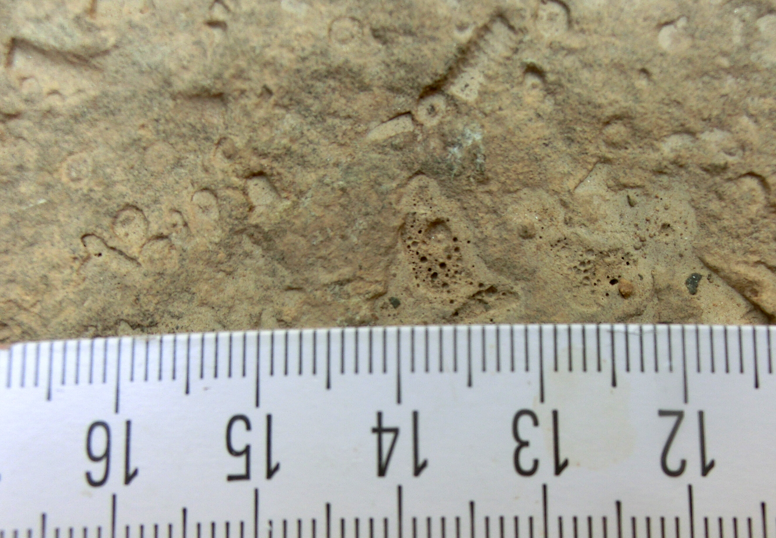 Crinoid part or pumice? - Fossil ID - The Fossil Forum