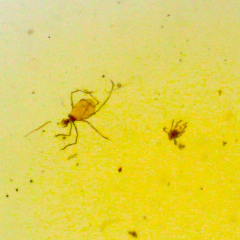 Burmite Arachnid ID help Giant Spider, Mites?, Ticks?, Daddy Long Legs ...