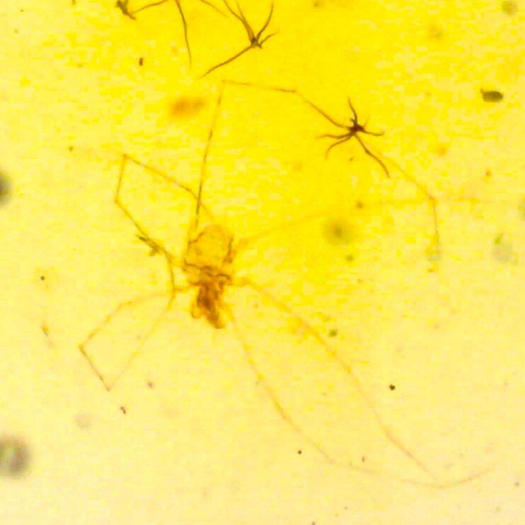 Burmite Arachnid ID help Giant Spider, Mites?, Ticks?, Daddy Long Legs ...