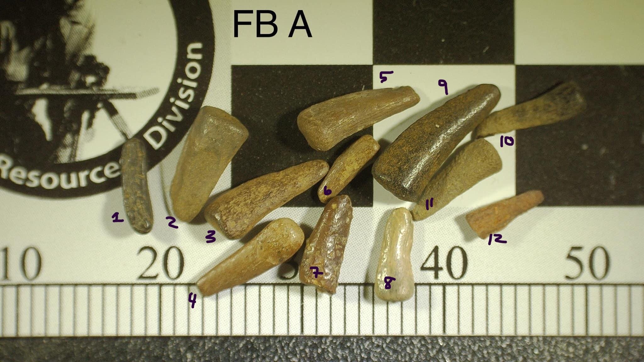Cretaceous teeth ID - Fossil ID - The Fossil Forum
