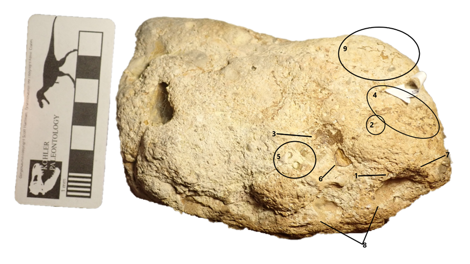 Possible Australian Temnospondyl Fossil Help Needed - Fossil ID - The ...