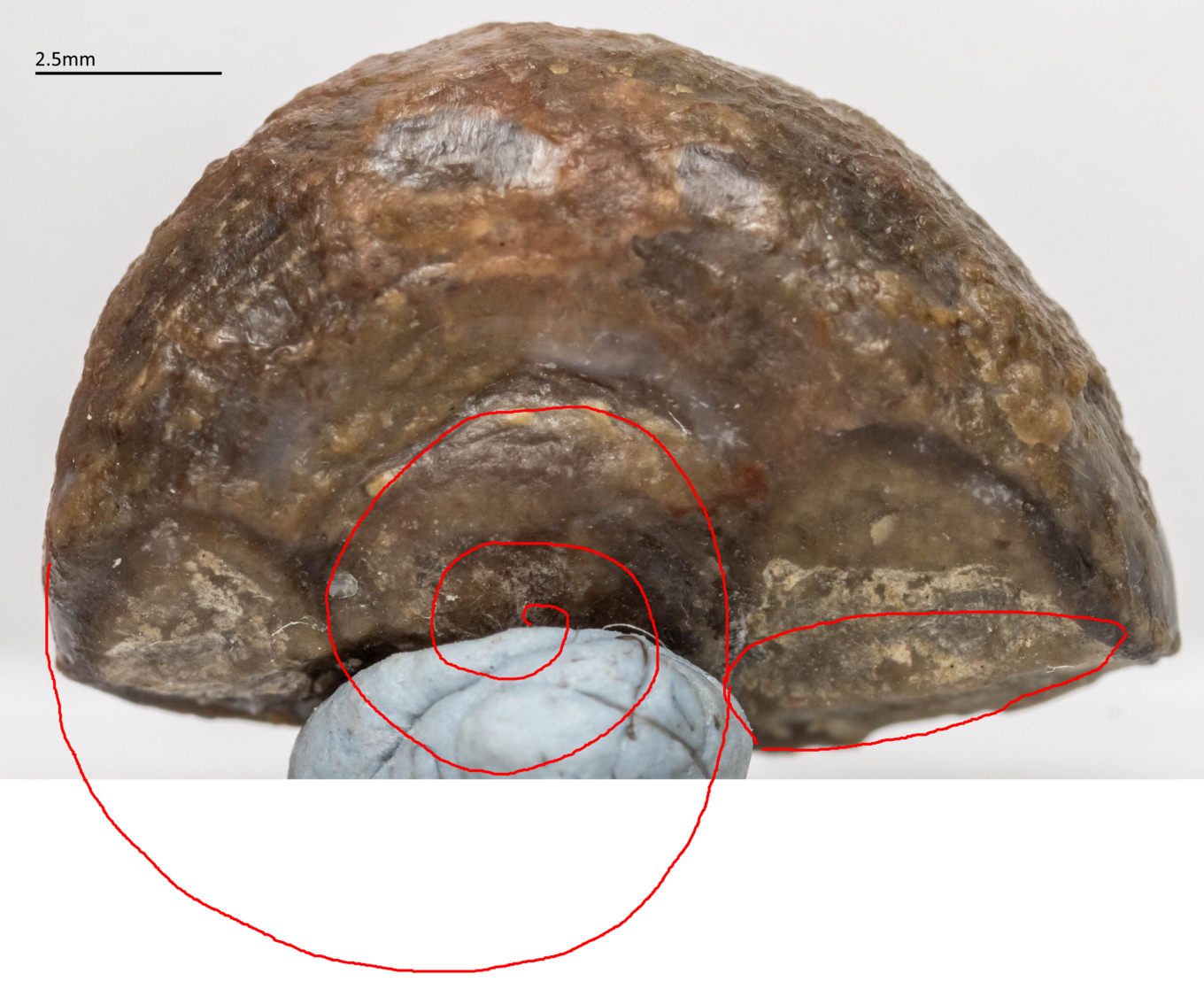 Is this half a gastropod shell? Wenlock Edge, UK (Silurian) - Fossil ID ...
