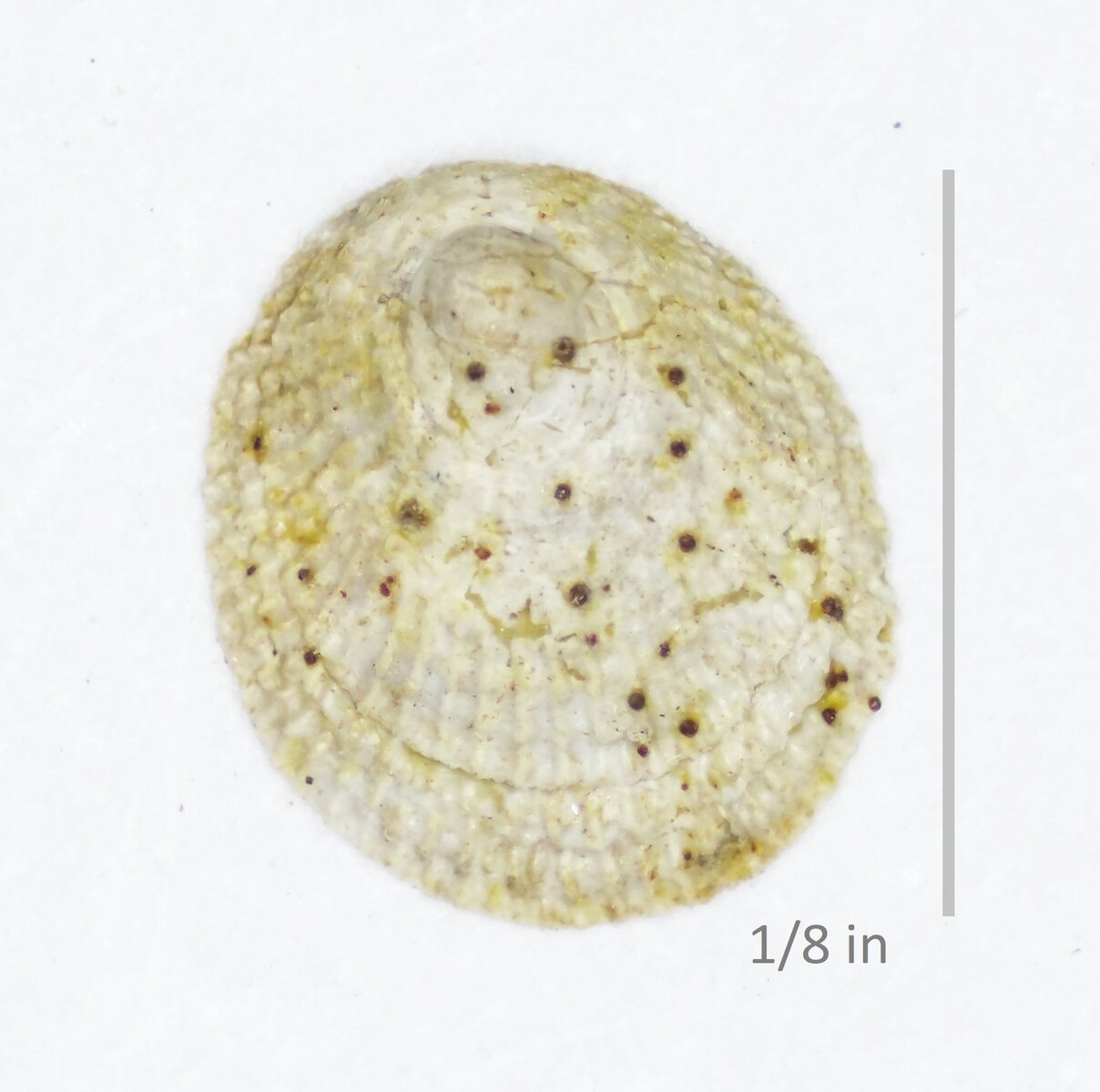 Bivalve Unknown Texas Eocene - Member Collections - The Fossil Forum