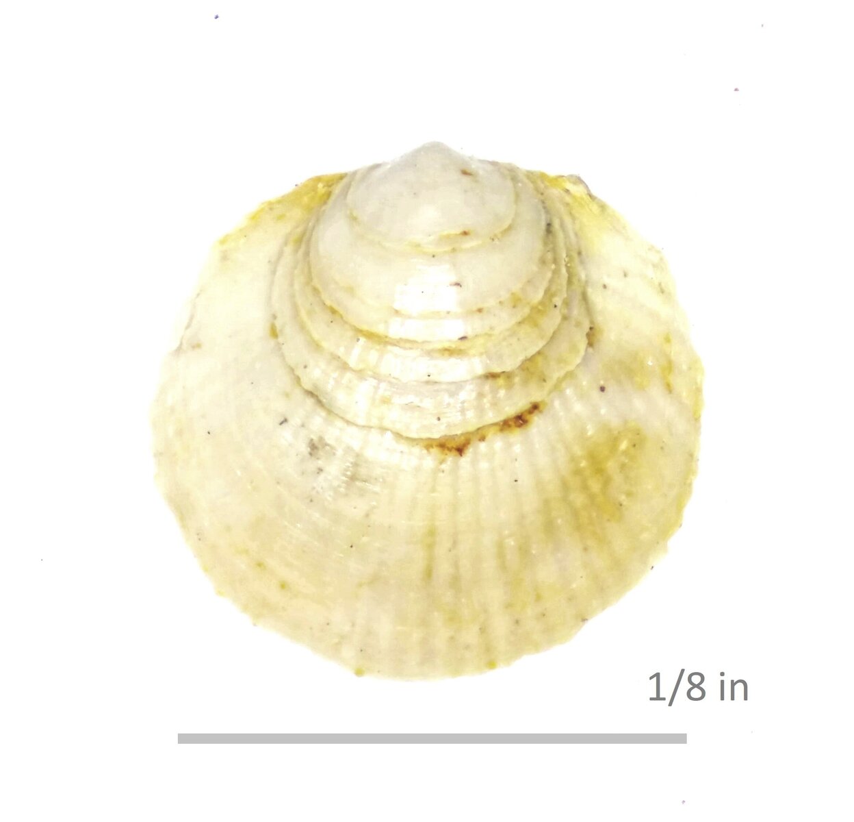 Bivalve Unknown Eocene Texas - Member Collections - The Fossil Forum