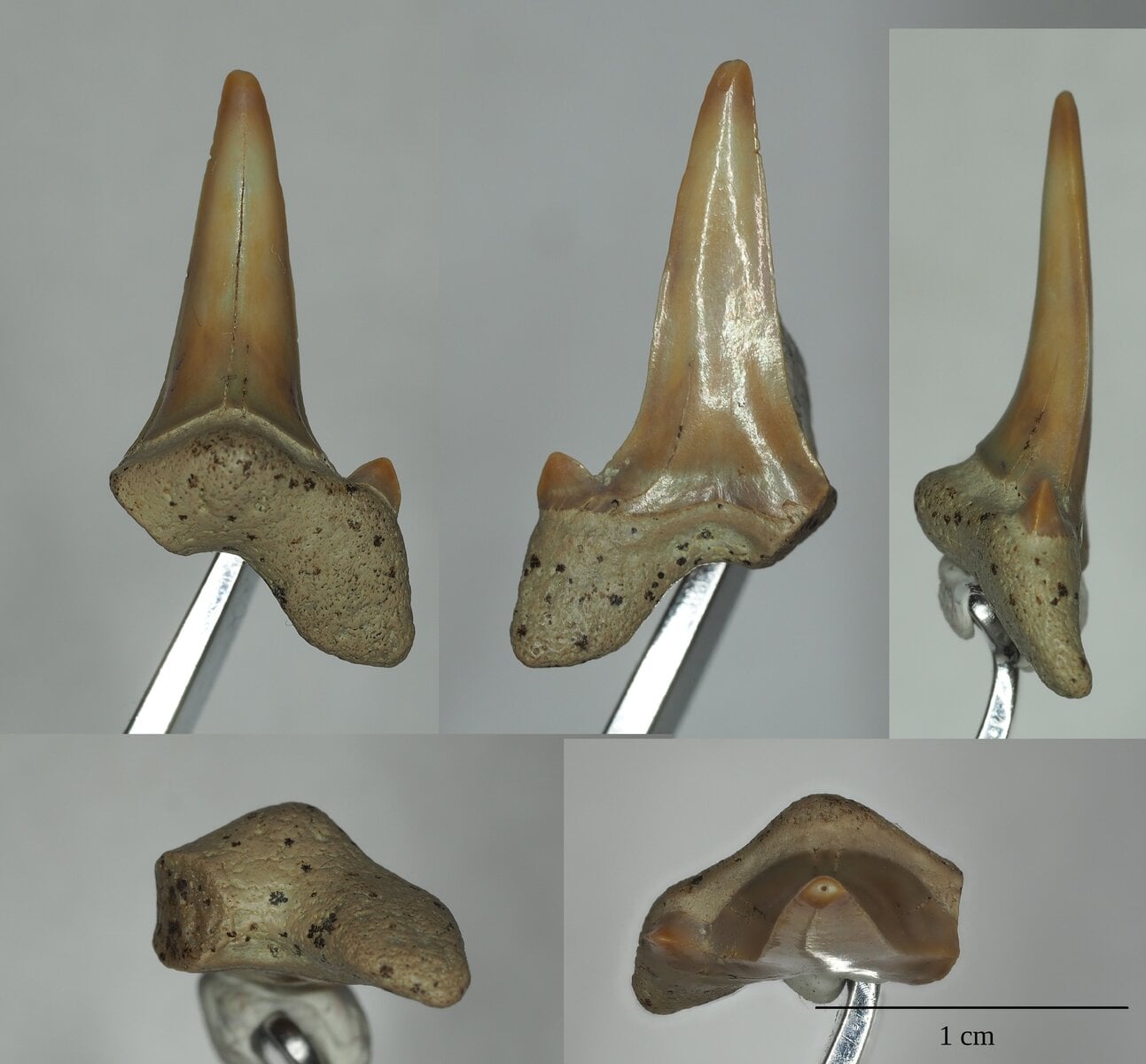 Cretolamna appendiculata - Sharks, Rays and Skates - The Fossil Forum