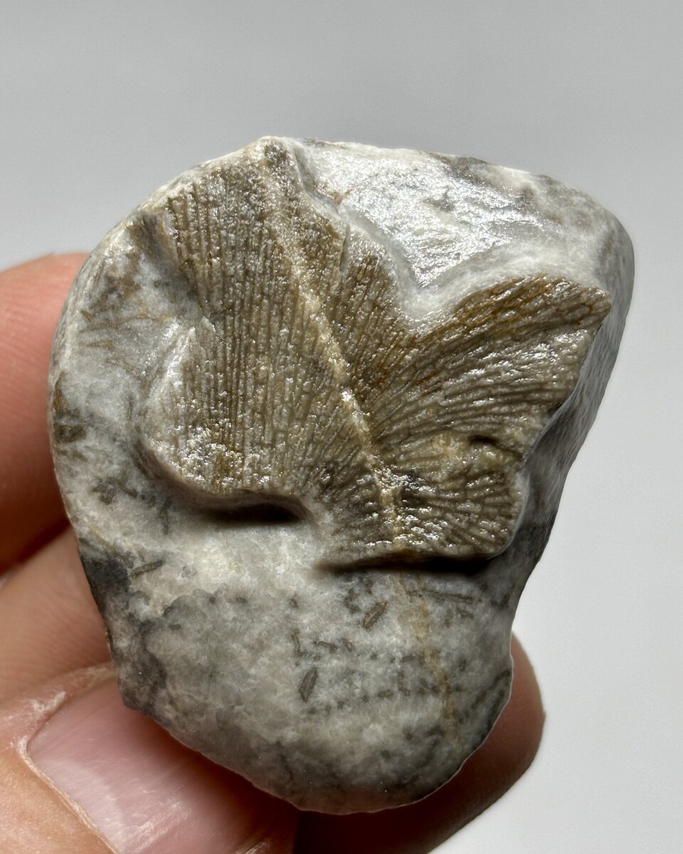 Bryozoan - Carboniferous - The Fossil Forum