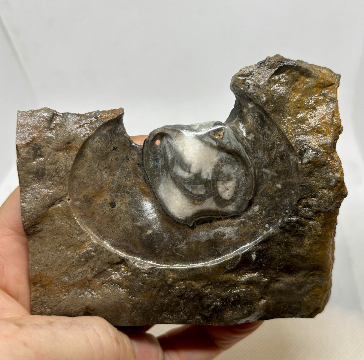 Brachiopod with exposed Brachidium, Athyris glabristria - Carboniferous ...