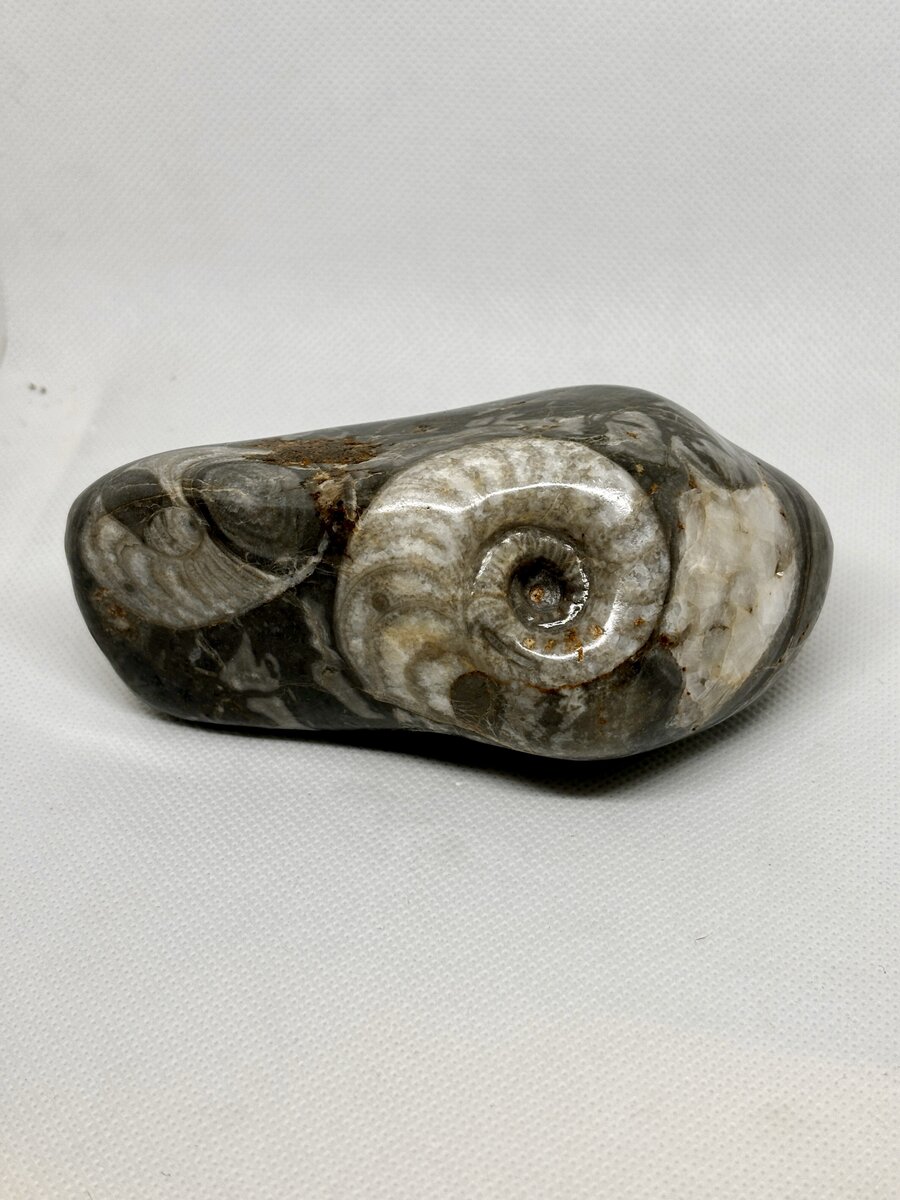 Coiled nautiloid - Carboniferous - The Fossil Forum
