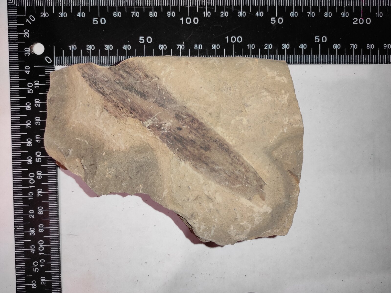 Rufloria - Russia - The Fossil Forum