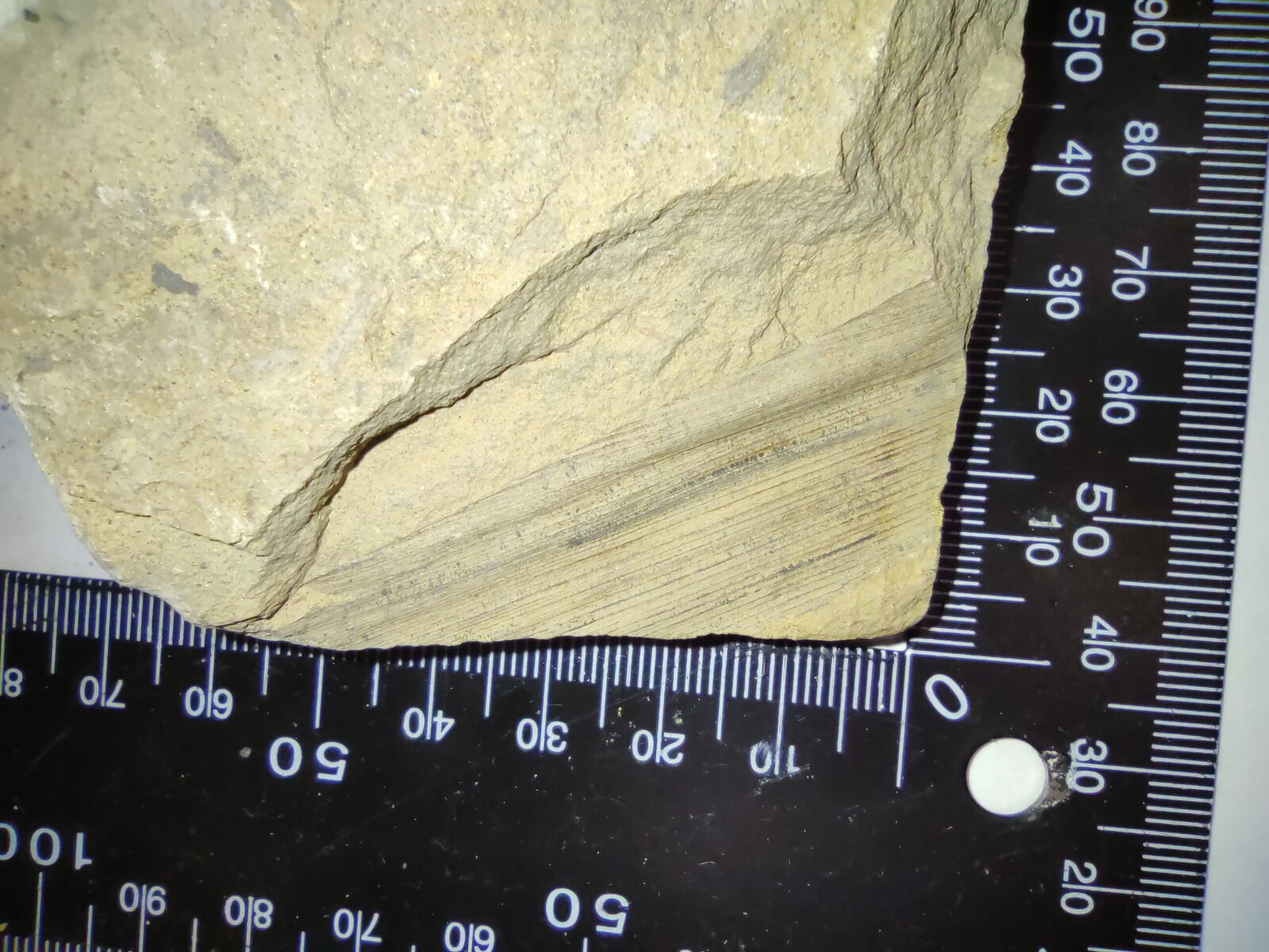 Rufloria? - Russia - The Fossil Forum