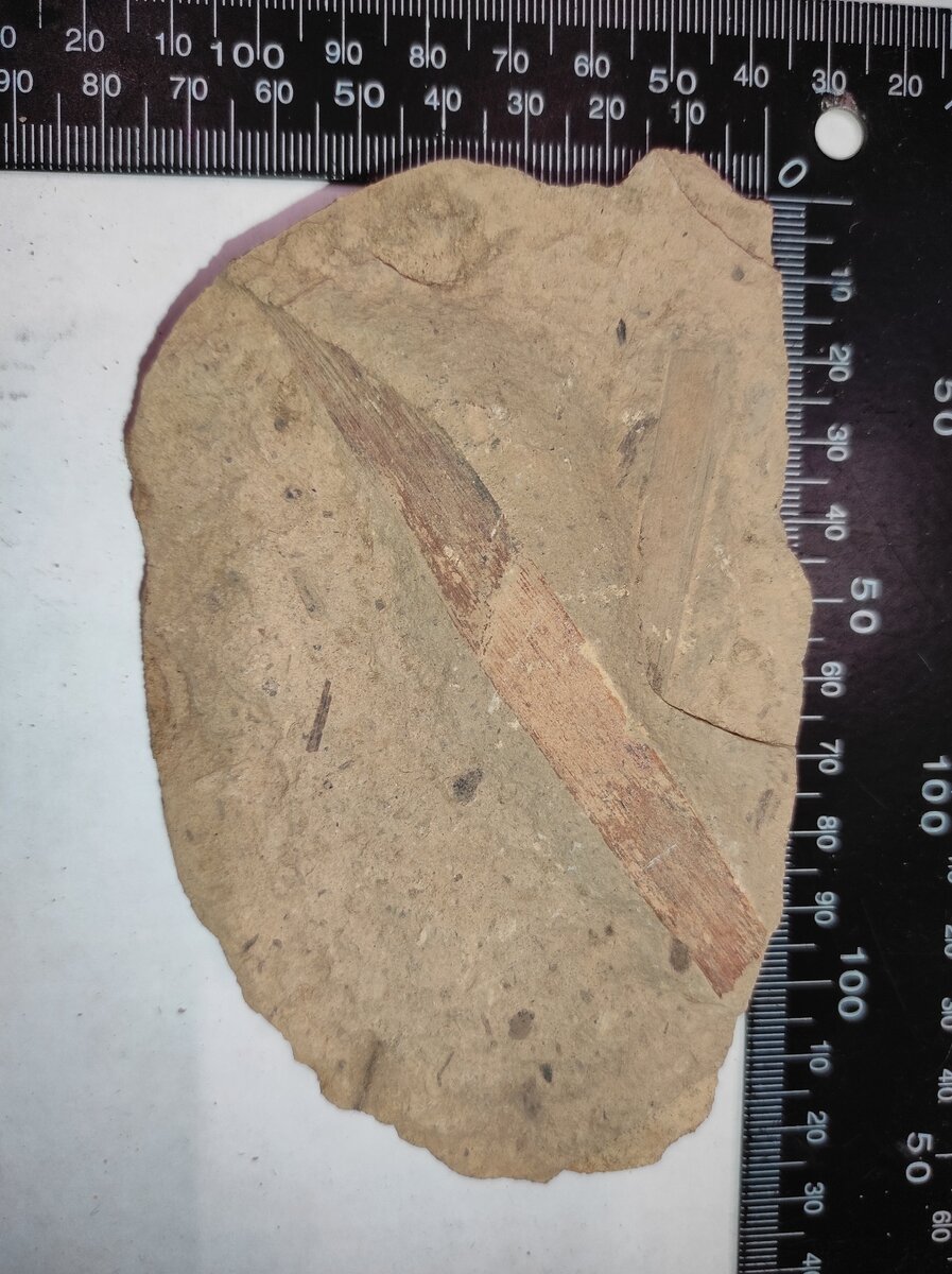 Rufloria - Russia - The Fossil Forum