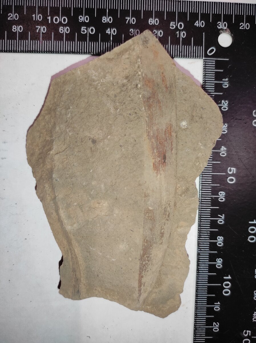 Rufloria - Russia - The Fossil Forum