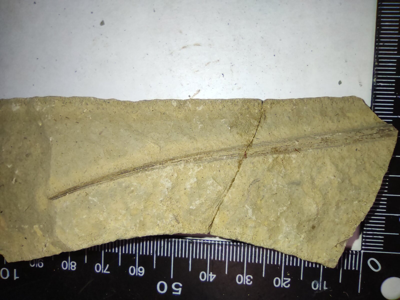 Rufloria - Russia - The Fossil Forum