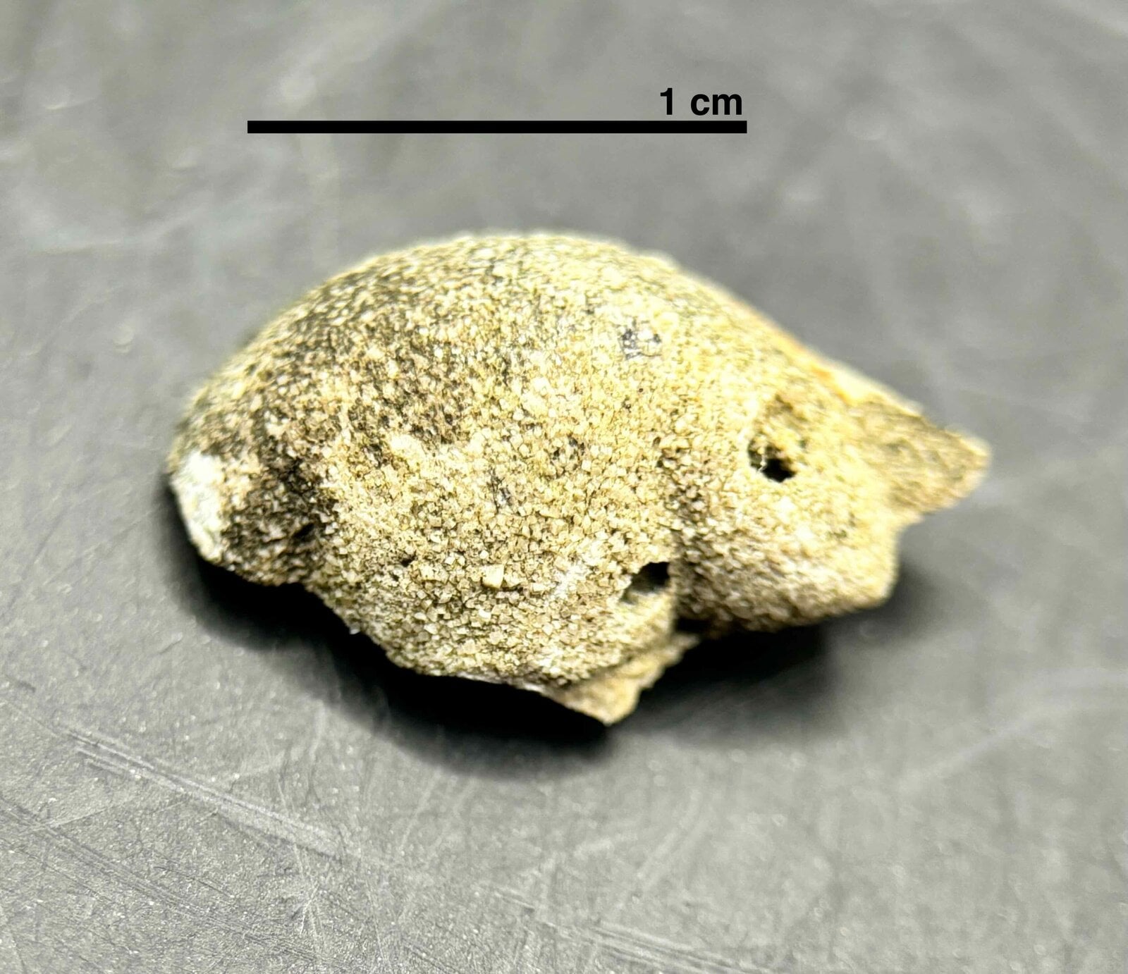 Thaleops sp. - Member Collections - The Fossil Forum