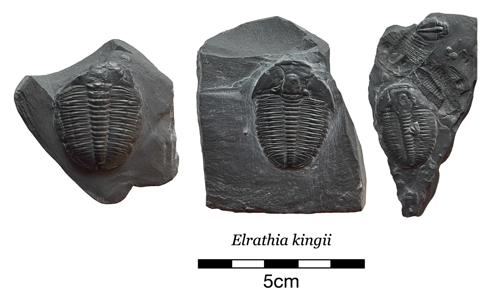 Elrathia kingii specimens - Member Collections - The Fossil Forum