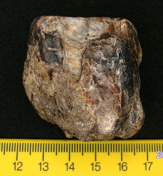 River find. Partial Tooth/Bone? Need ID - Fossil ID - The Fossil Forum