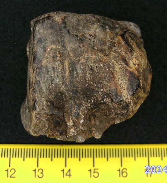 River find. Partial Tooth/Bone? Need ID - Fossil ID - The Fossil Forum