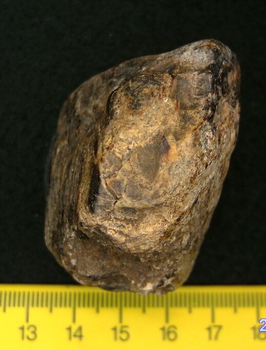 River find. Partial Tooth/Bone? Need ID - Fossil ID - The Fossil Forum