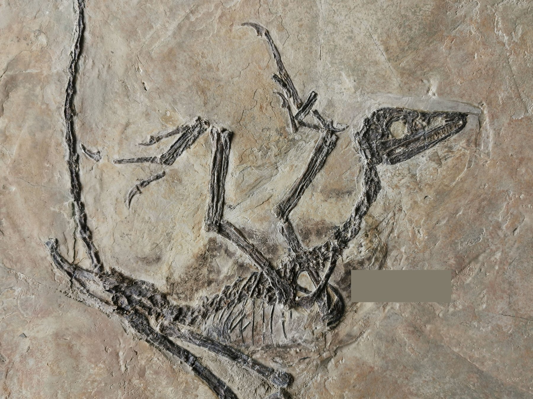 Avialan Theropod / Paraves Specimen? - General Fossil Discussion - The ...