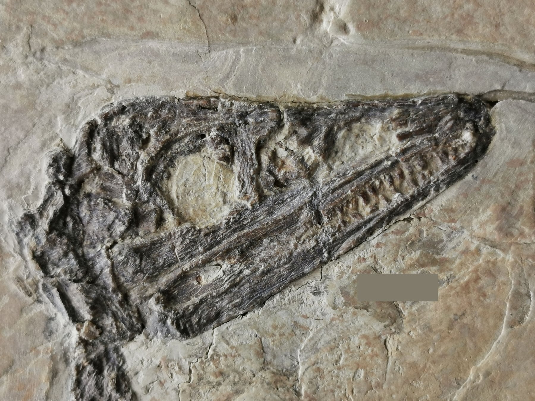 Avialan Theropod / Paraves Specimen? - General Fossil Discussion - The ...