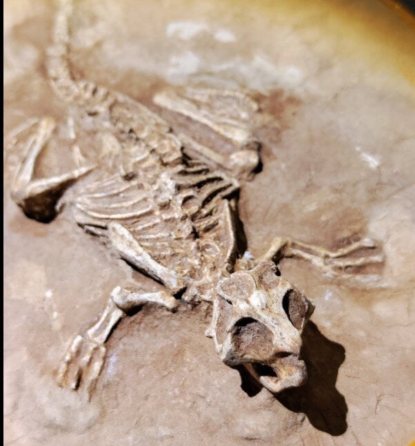 real Psittacosaurus fossil? - Is It Real? How to Recognize Fossil ...
