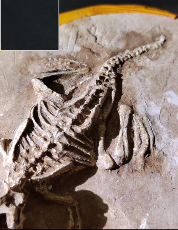 real Psittacosaurus fossil? - Is It Real? How to Recognize Fossil ...