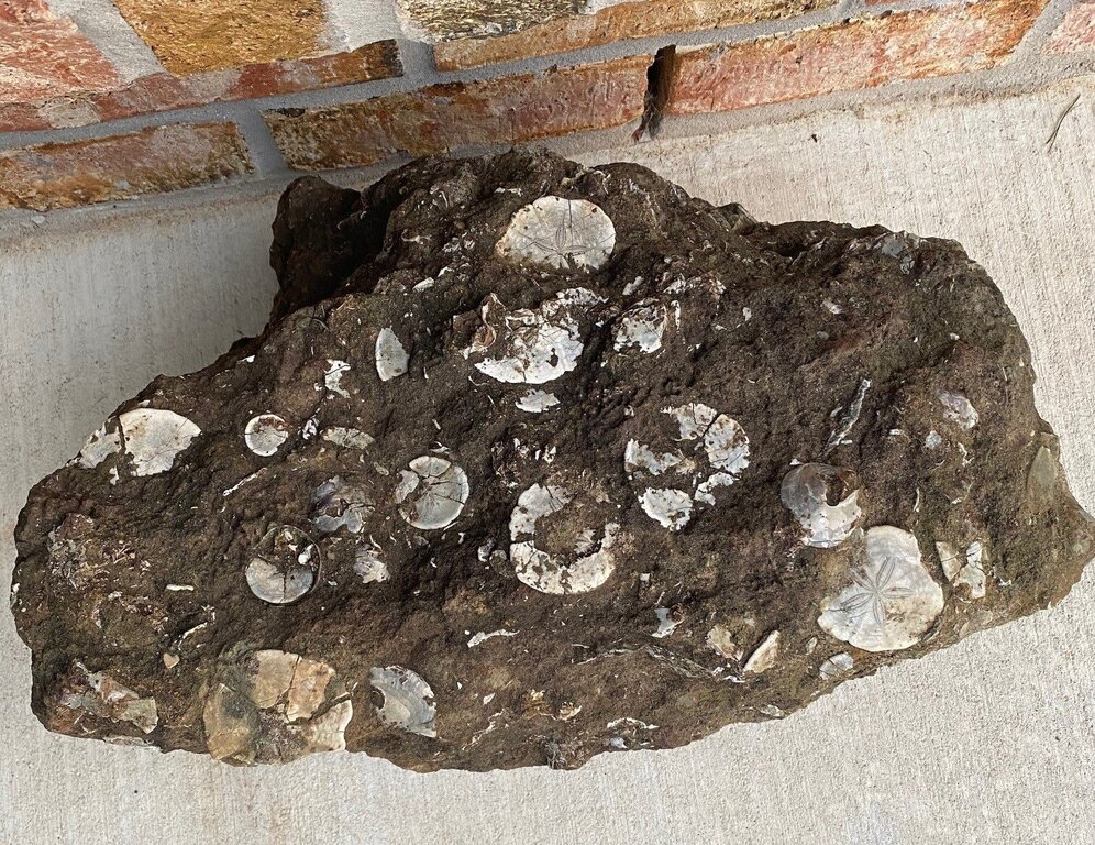 Sand Dollars from Eocene Weches Formation - Member Collections - The ...