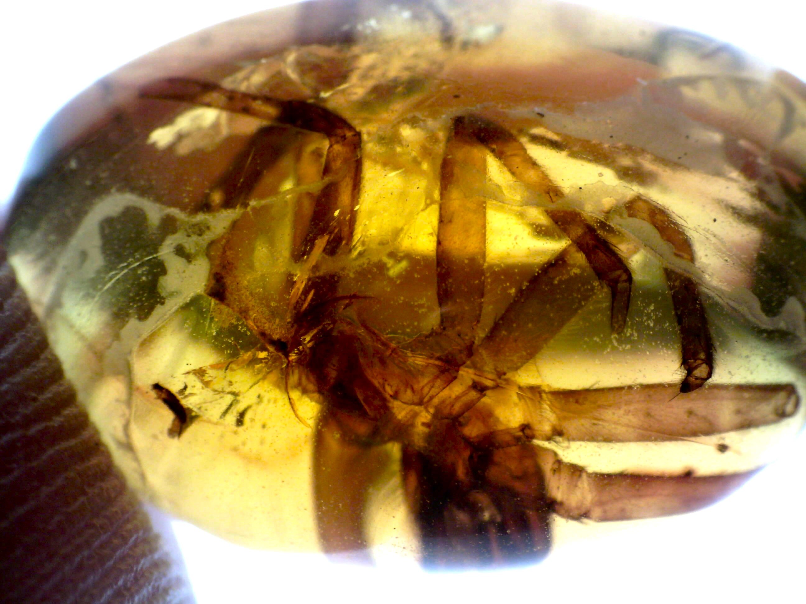 Burmite Arachnid ID help Giant Spider, Mites?, Ticks?, Daddy Long Legs ...